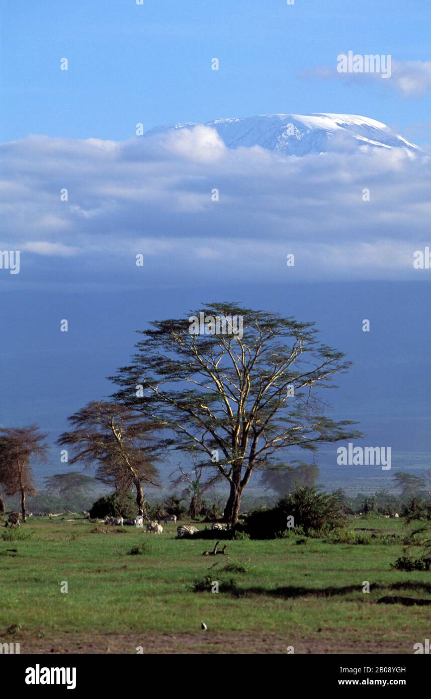 KENYA, AMBOSELI NATIONAL PARK WITH MT. KILIMANJARO, YELLOW-FEVER TREE ...