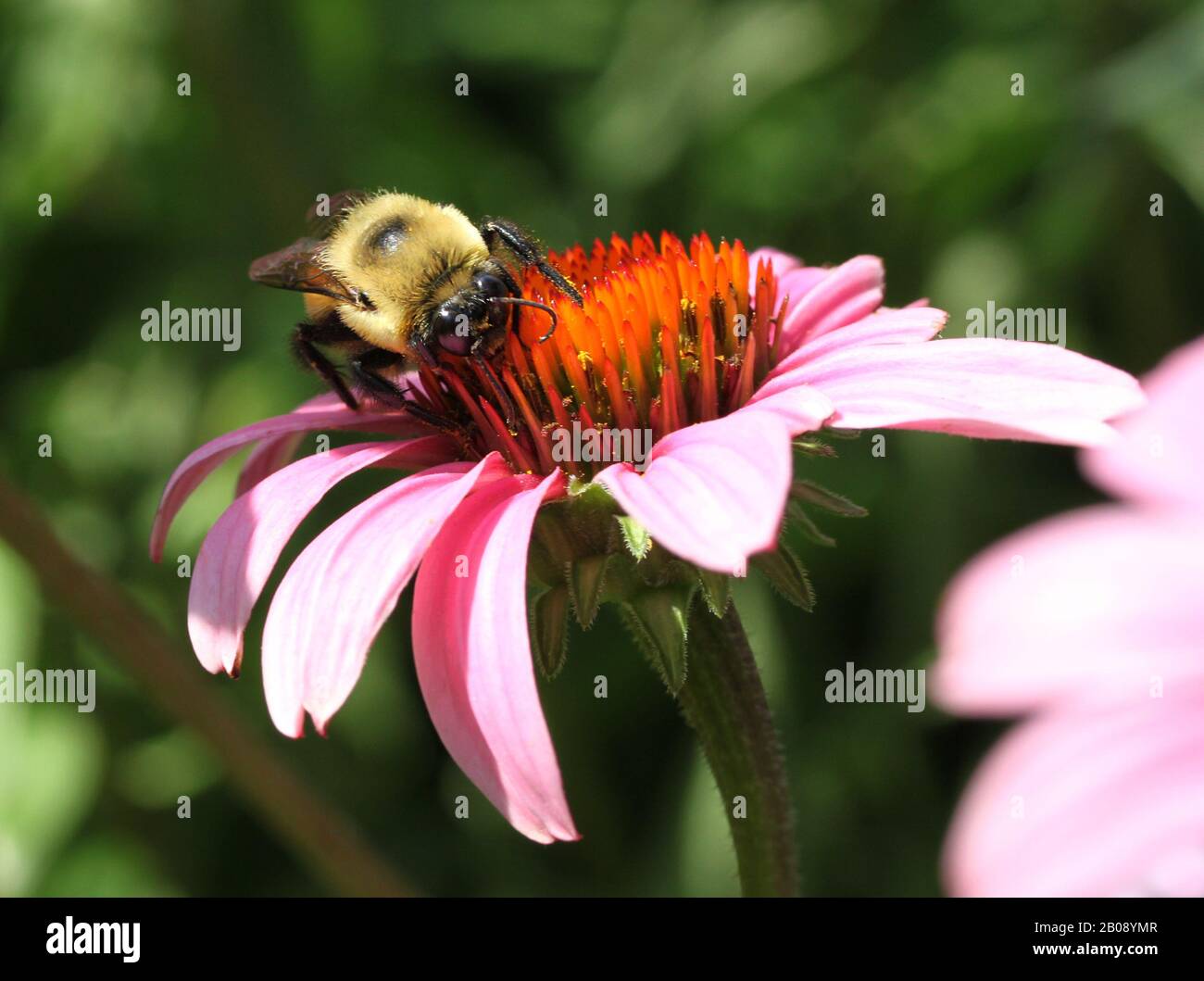 Bee on echinacea cone hi-res stock photography and images - Alamy