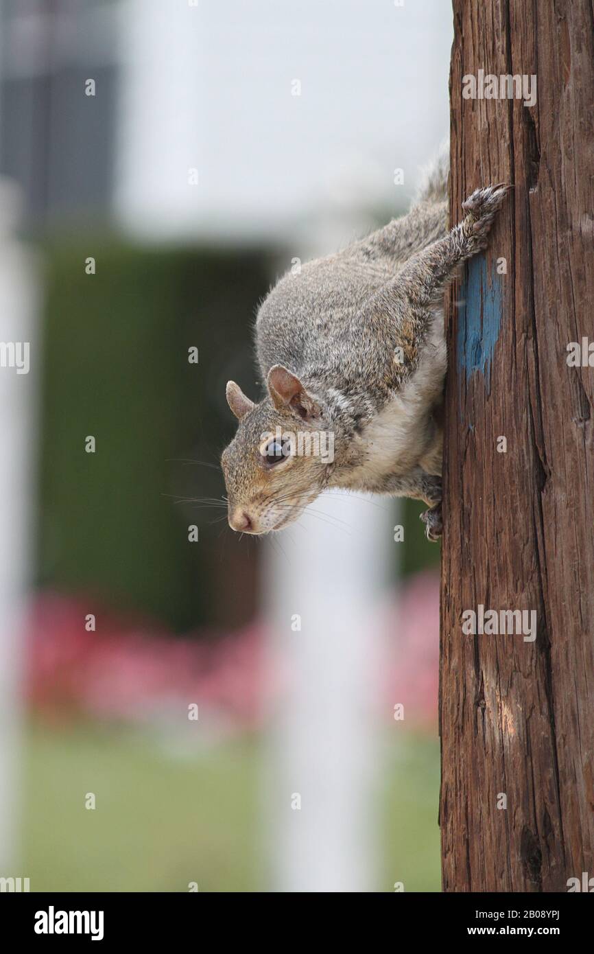 Squirrel climbing hi-res stock photography and images - Alamy