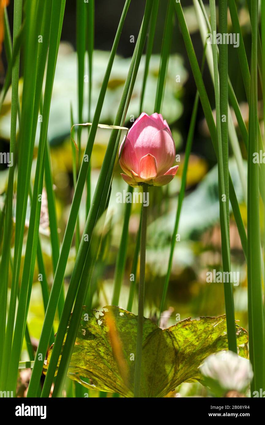 Lotus flower in bud; Nelumbo nucifera Stock Photo - Alamy