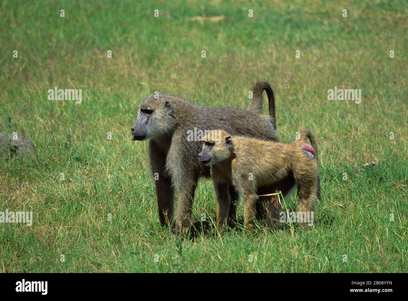 KENYA, AMBOSELI NATIONAL PARK, YELLOW BABOONS (Papio cynocephalus ...
