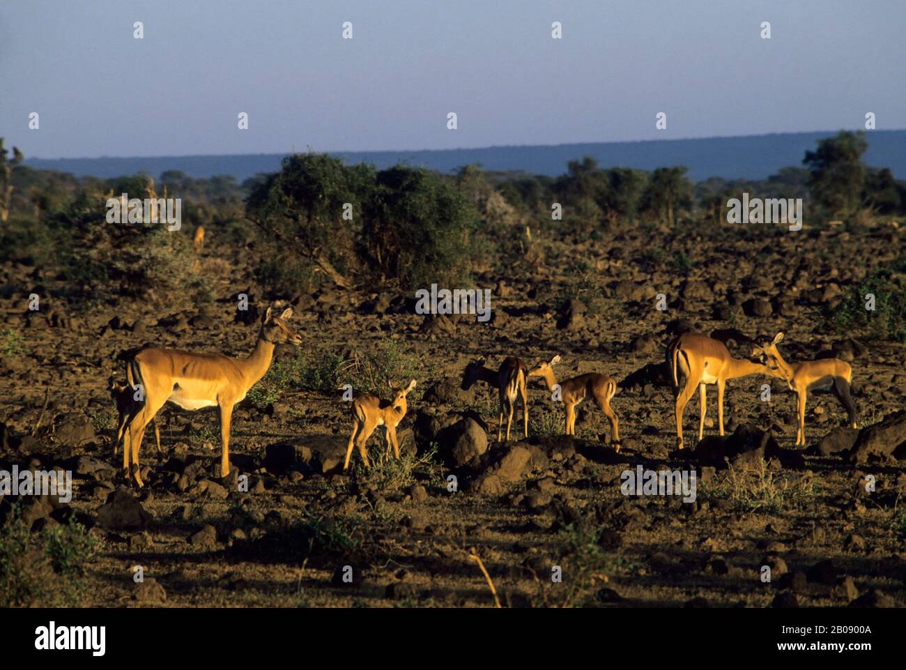 Amboseli impala kenya amboseli national park hi-res stock photography ...