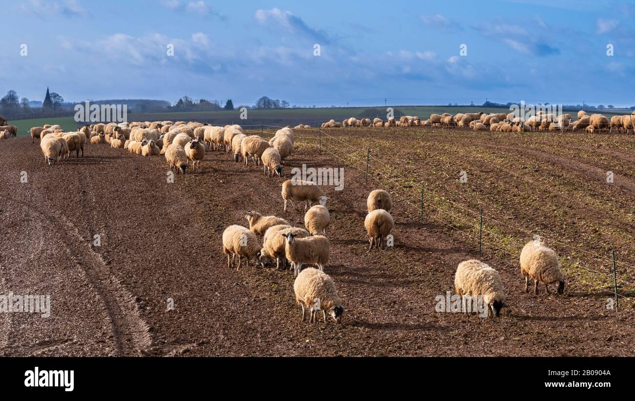 A large flock of sheep in a field of bare muddy earth Stock Photo - Alamy