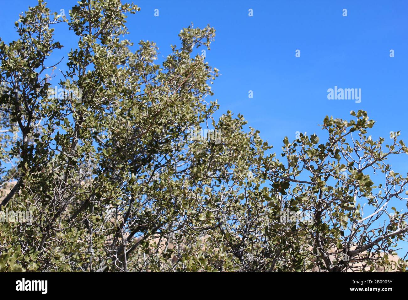 Quercus is a genus of flowering plants in the Botanical Family Fagaceae ...