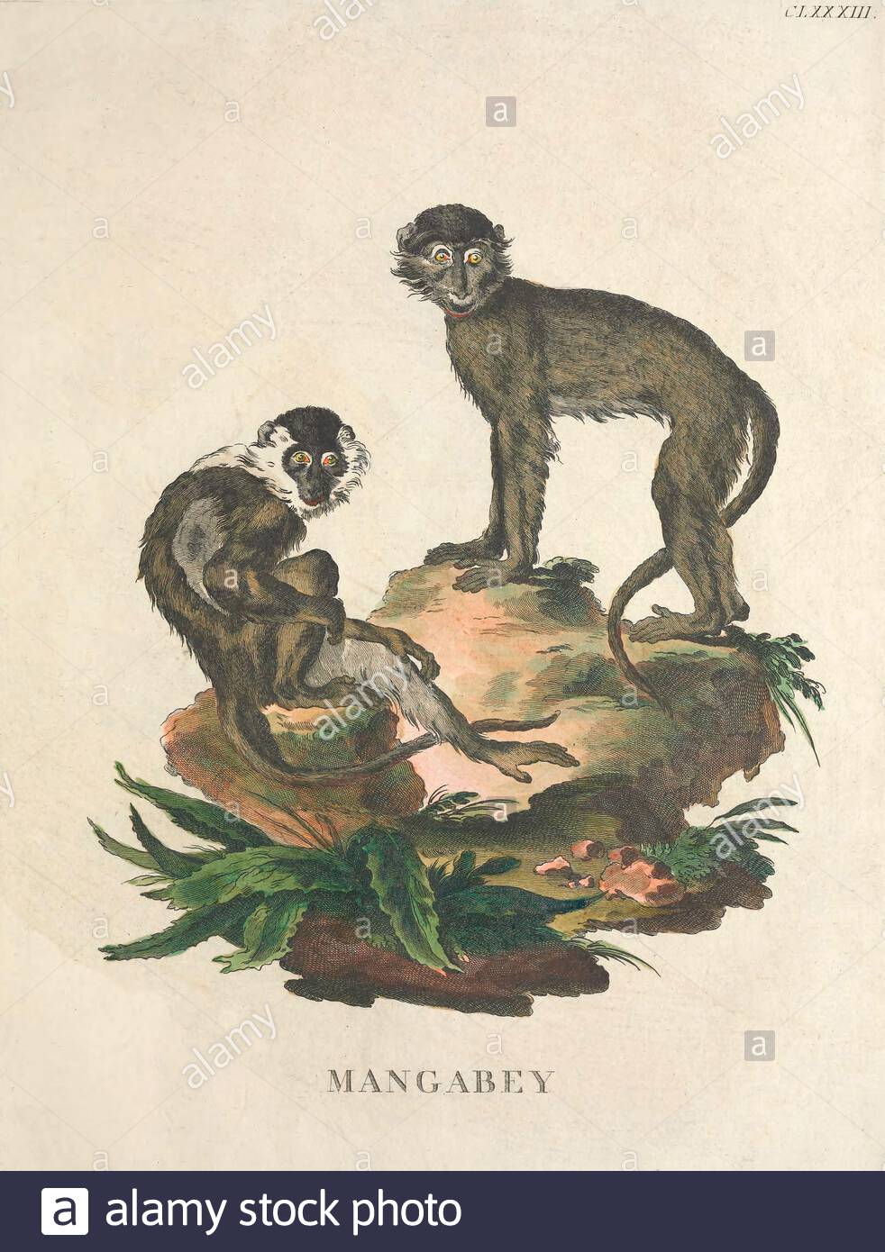 Mangabey monkeys hi-res stock photography and images - Alamy