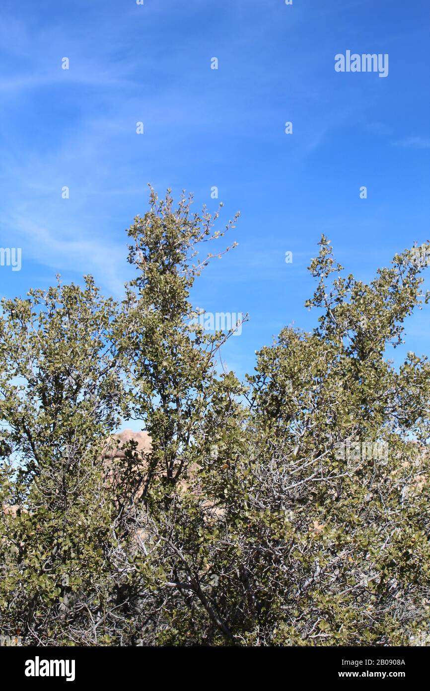 Quercus is a genus of flowering plants in the Botanical Family Fagaceae ...