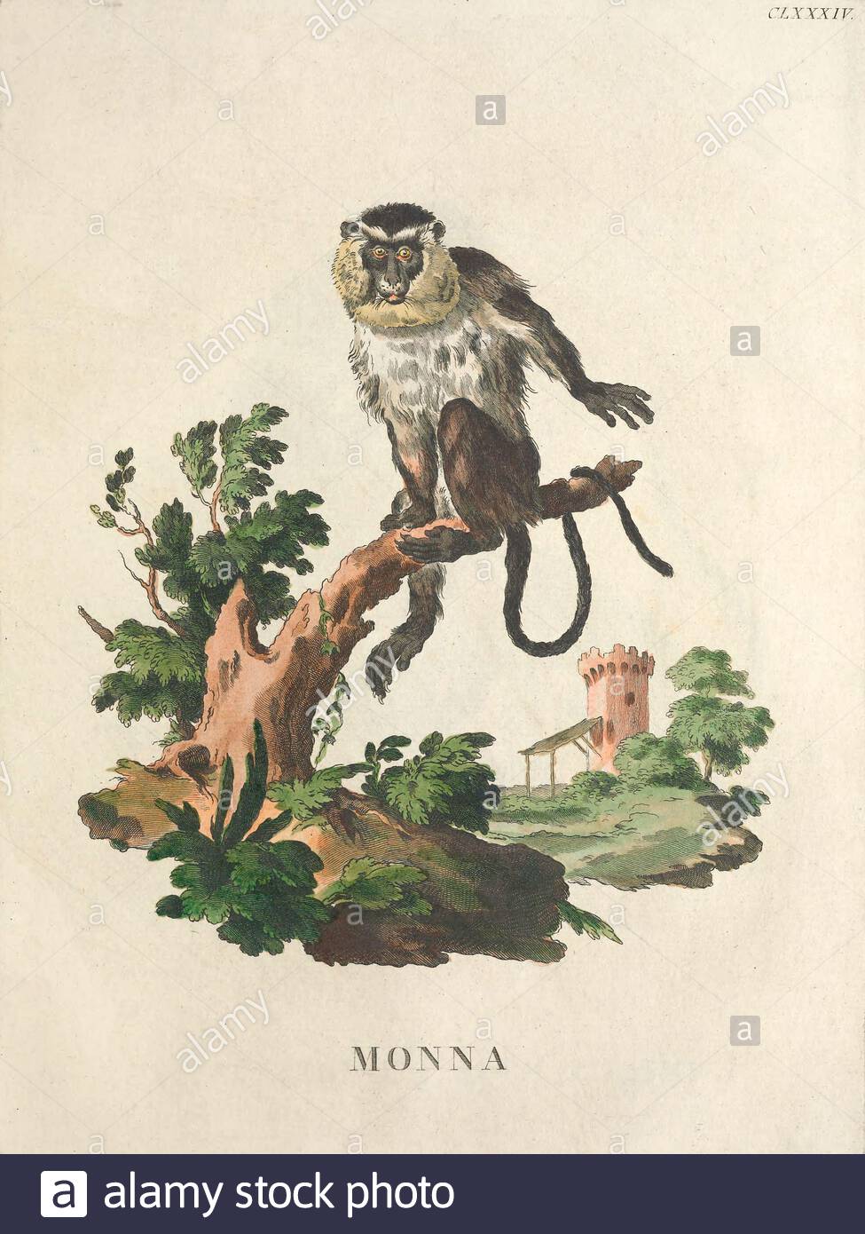 Mona monkeys hi-res stock photography and images - Alamy