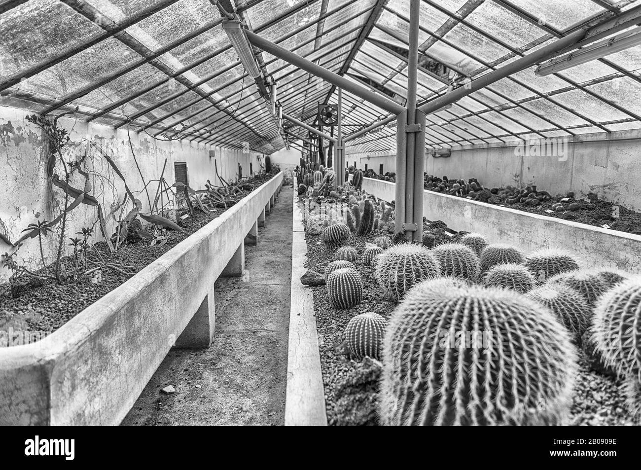 Cultivation of cactus and other succulent plants inside a greenhouse ...