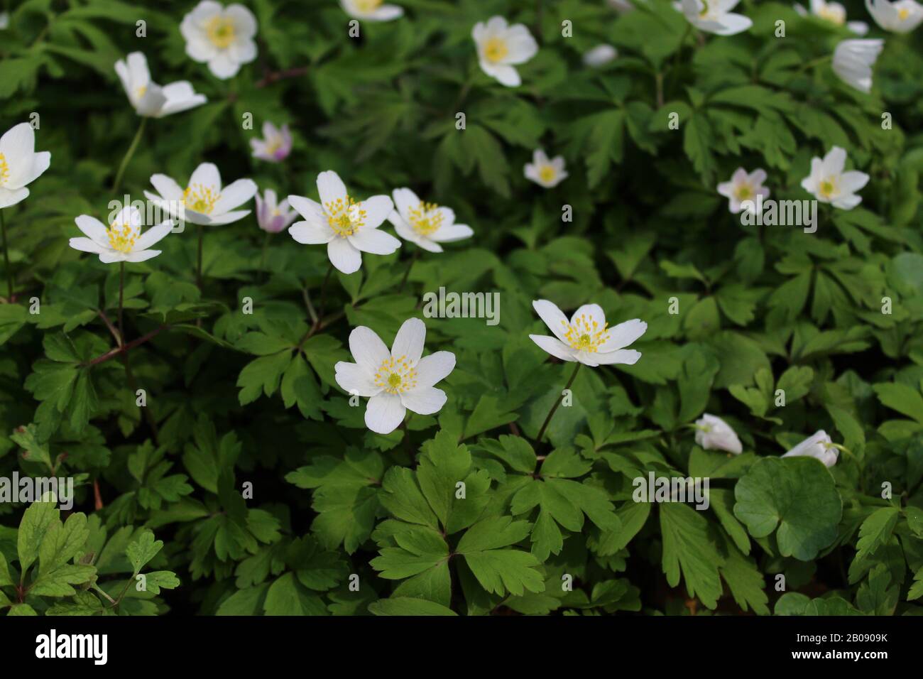 The picture shows a field of anemones Stock Photo - Alamy