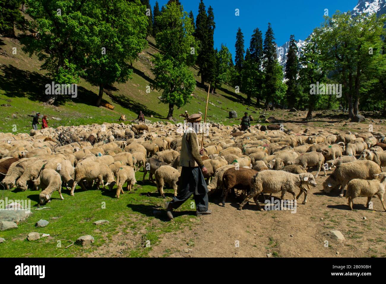 Kashmiri shepherd hi-res stock photography and images - Alamy