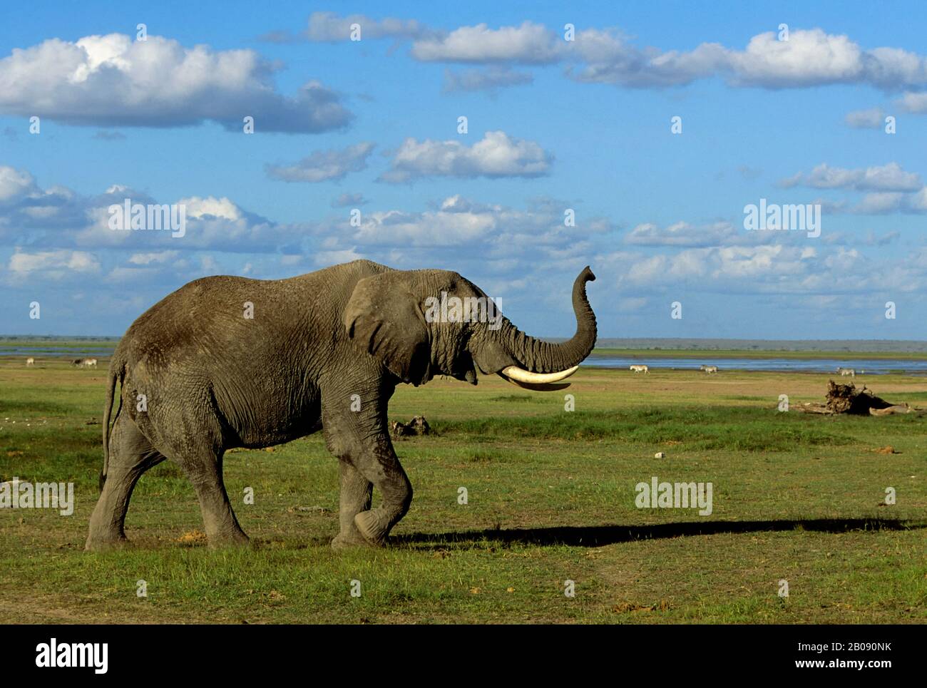 KENYA, AMBOSELI NAT'L PARK ELEPHANT Stock Photo - Alamy
