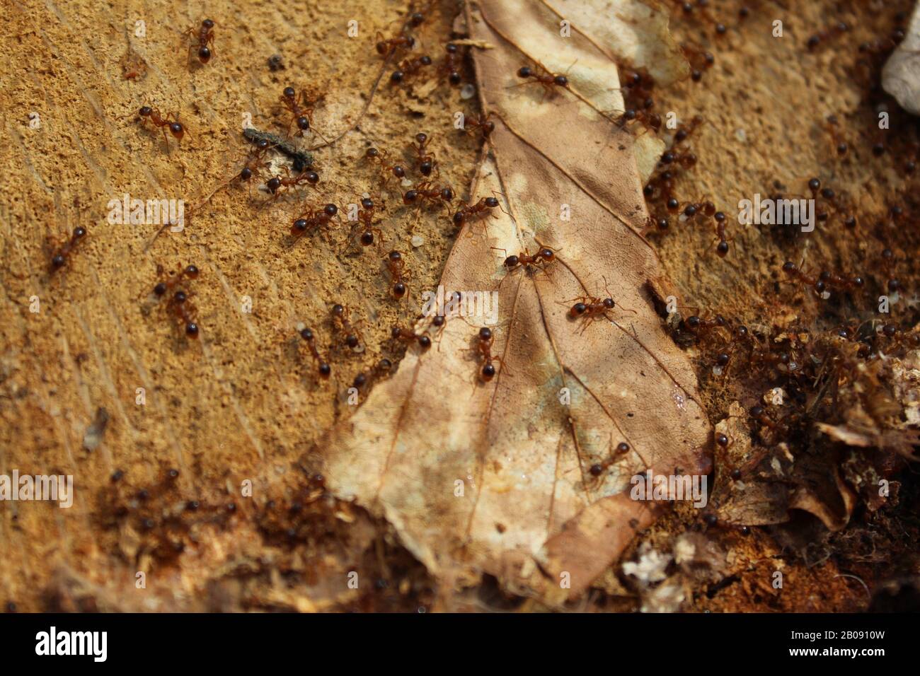 The picture shows many red ants in the forest Stock Photo - Alamy