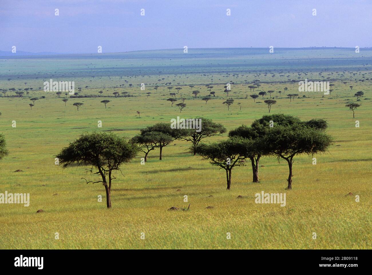 KENYA, MASAI MARA, GRASSLAND LANDSCAPE WITHACACIA TREES Stock Photo - Alamy