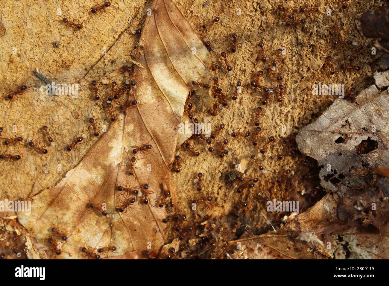 The picture shows many red ants in the forest Stock Photo - Alamy