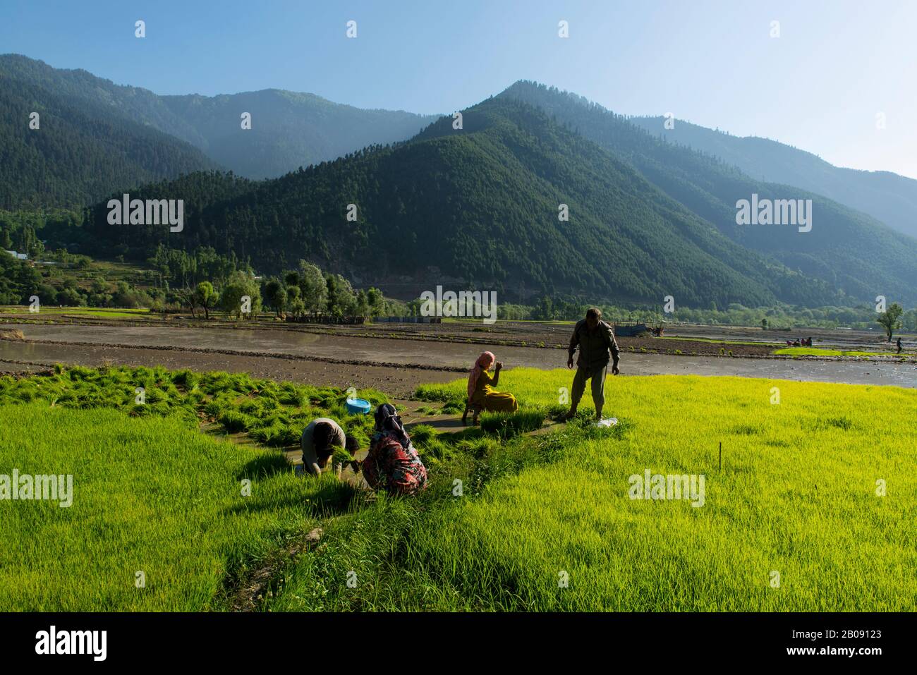 Peasant in Kashmir Stock Photo - Alamy