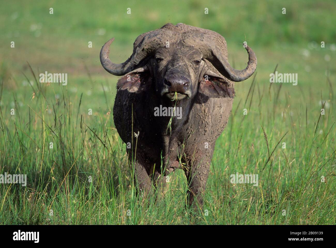 Buffalo flies hi-res stock photography and images - Alamy