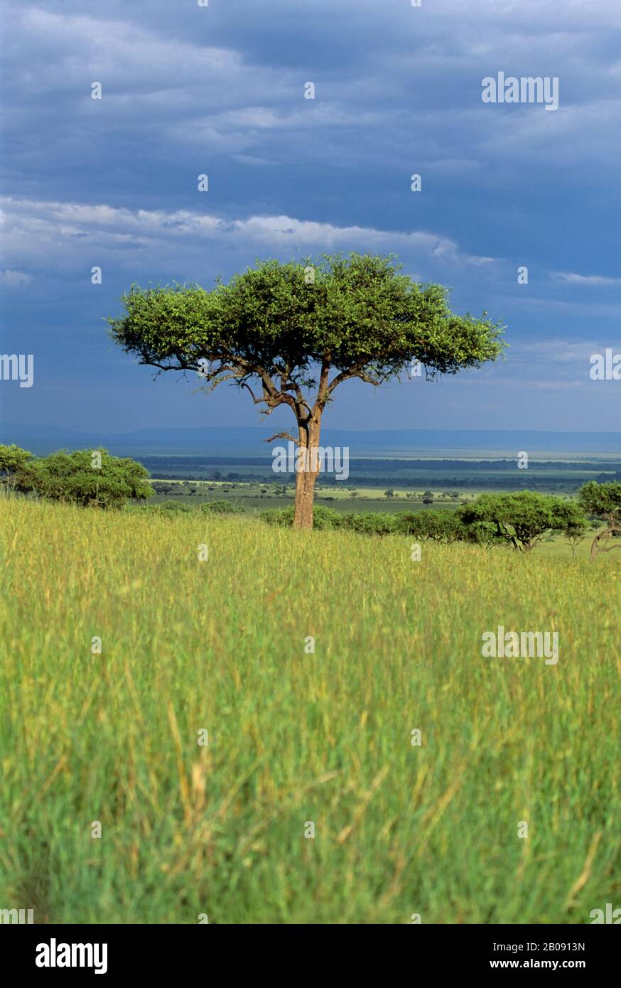 Kenya tree not animal not mountain hi-res stock photography and images ...