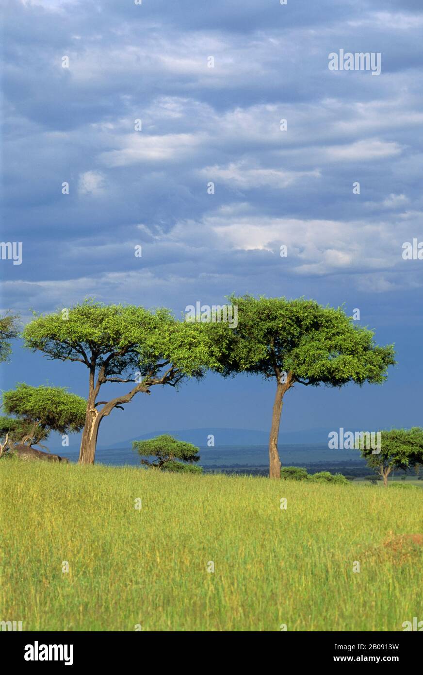 KENYA, MASAI MARA, LANDSCAPE WITH TREES Stock Photo - Alamy