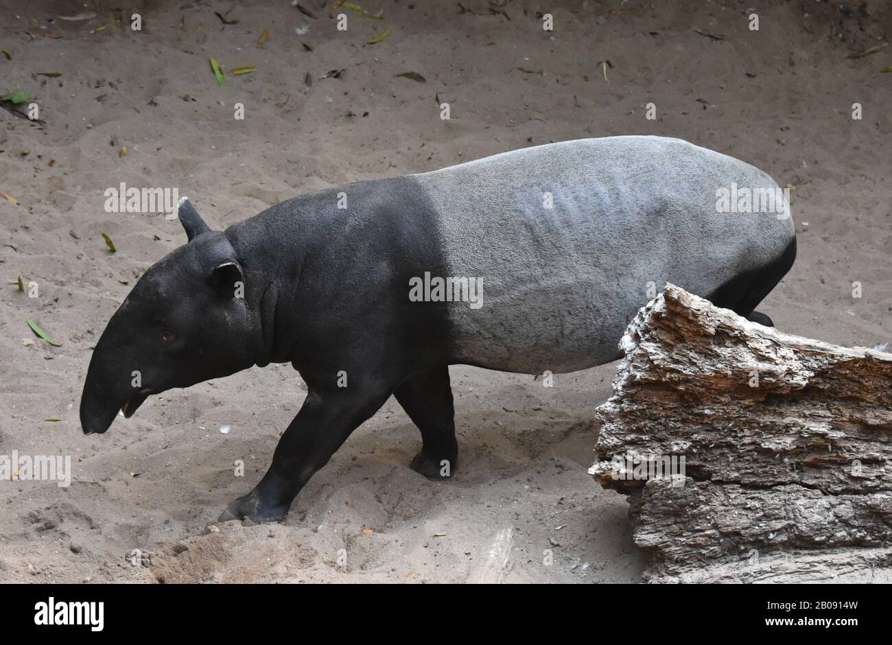 Adorable large tapir walking in the wild Stock Photo - Alamy