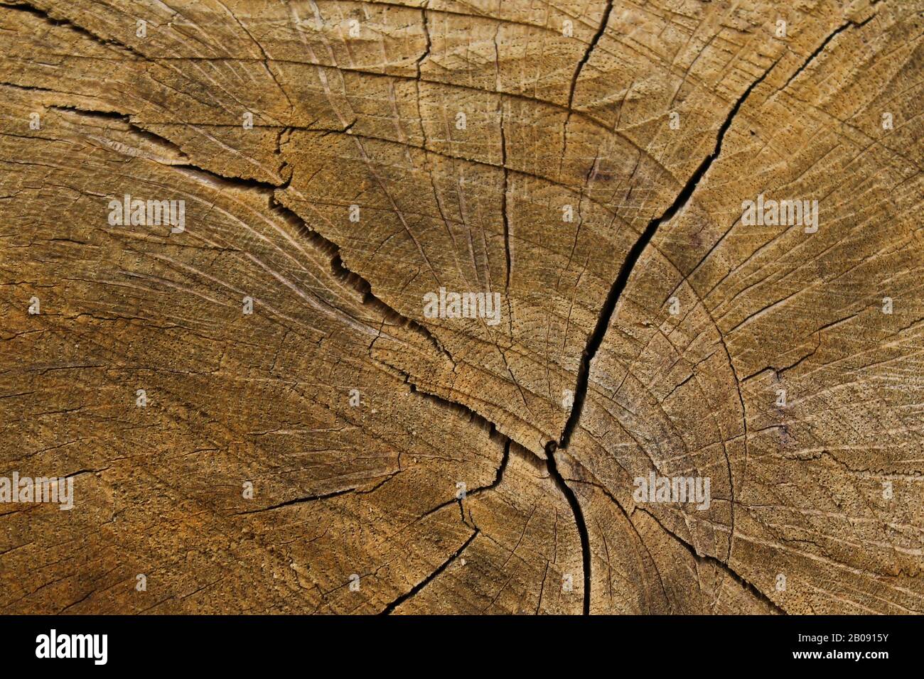 The picture shows a structure of a tree trunk Stock Photo - Alamy