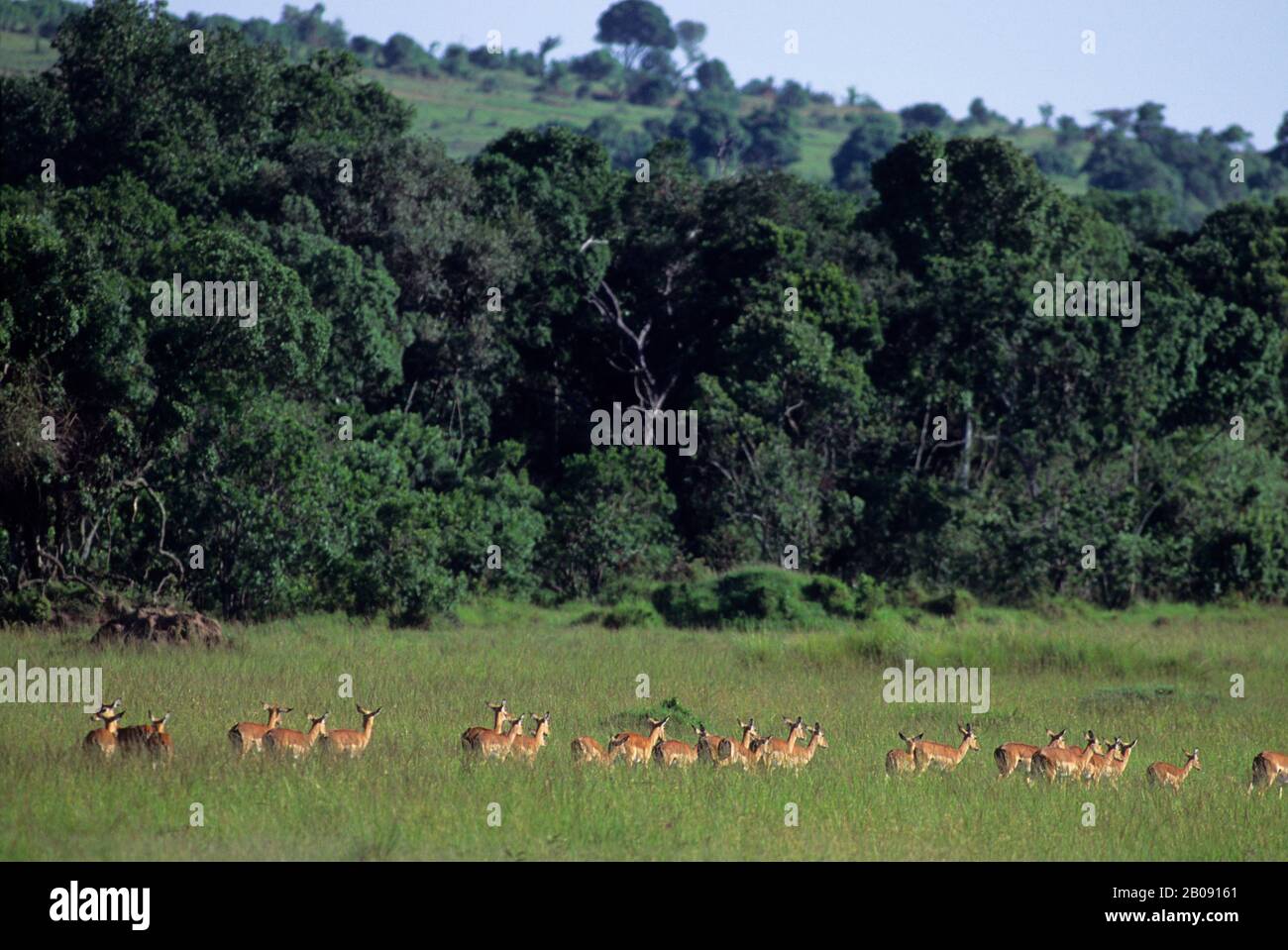 Impalas walking hi-res stock photography and images - Alamy
