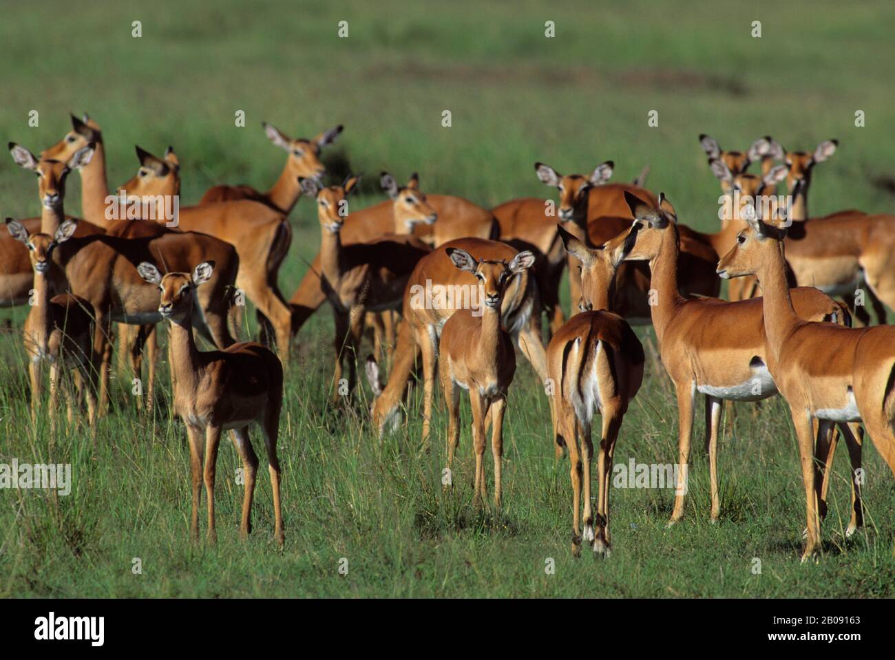 Masai predator hi-res stock photography and images - Alamy