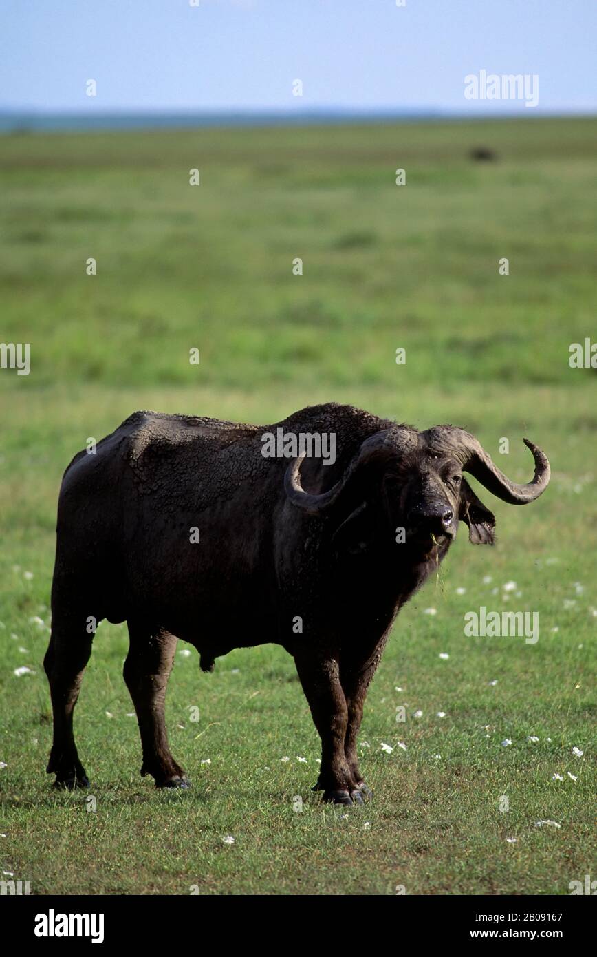 KENYA, MASAI MARA, CAPE BUFFALO Stock Photo - Alamy