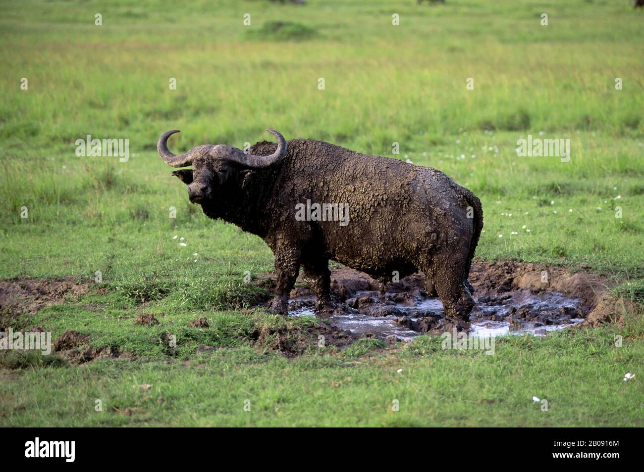 KENYA, MASAI MARA, CAPE BUFFALO STANDING IN MUD WALLOW Stock Photo - Alamy