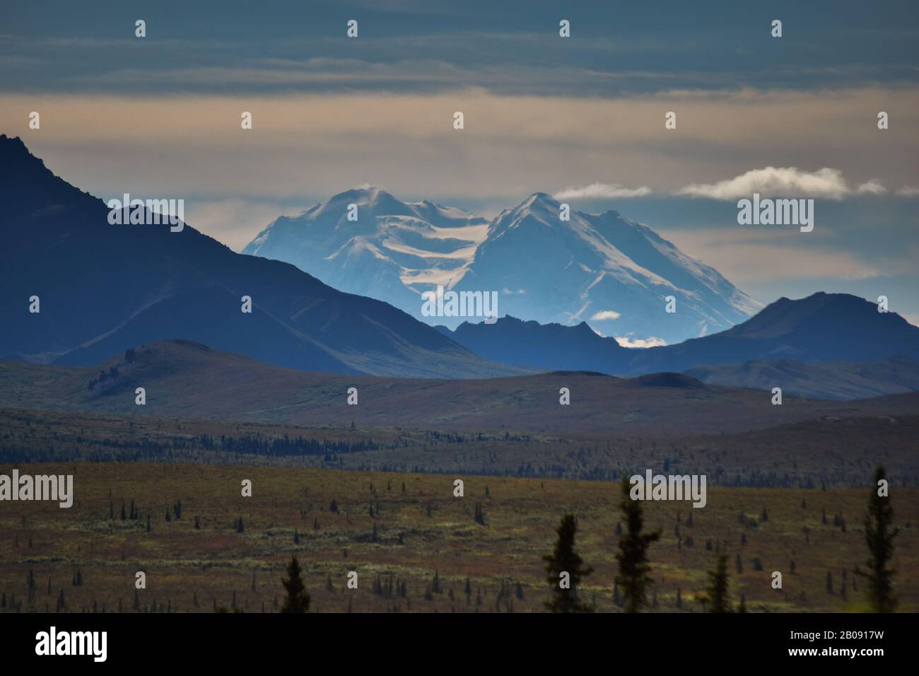 Denali mountain bear hi-res stock photography and images - Alamy