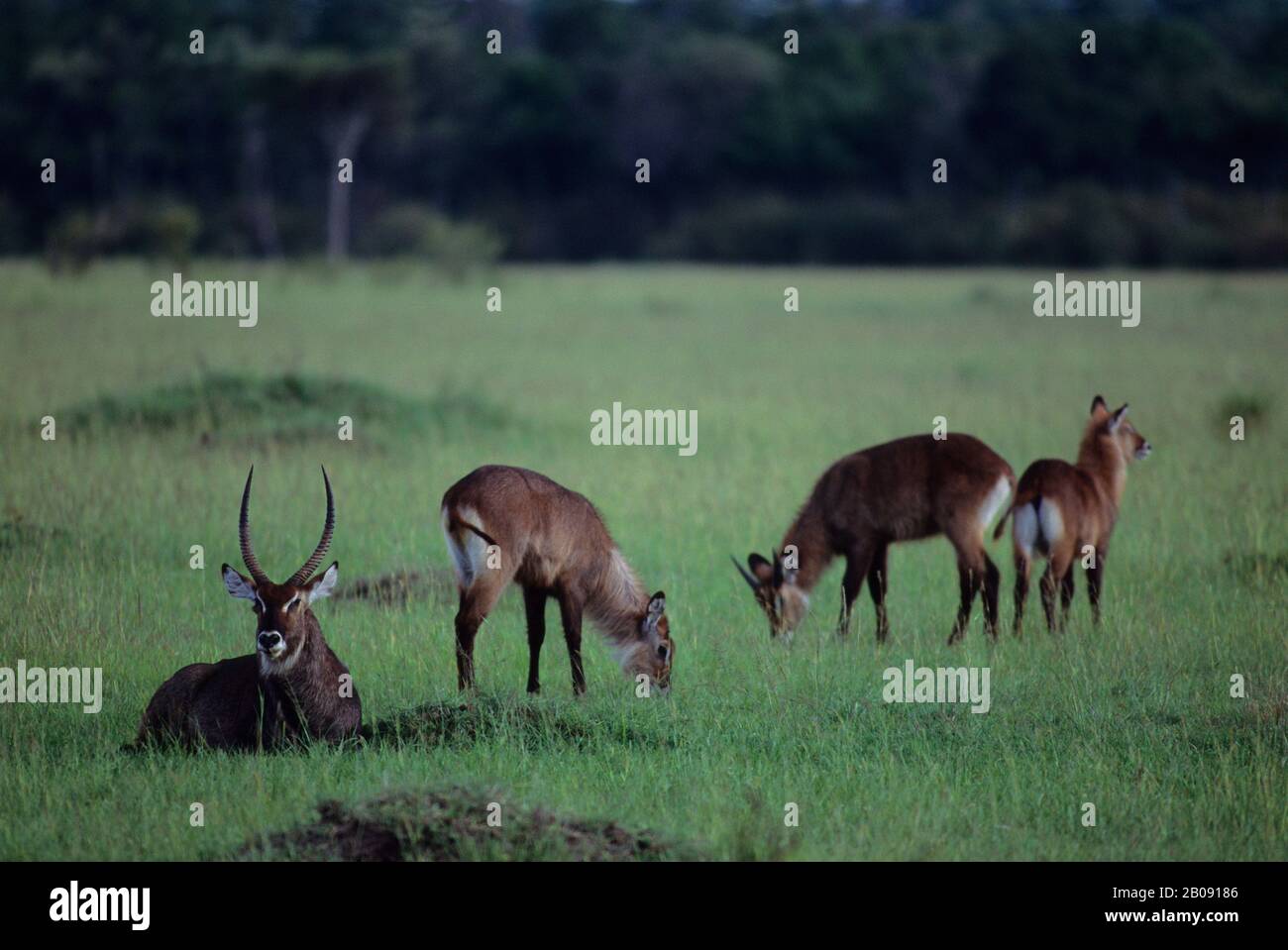 Masai mara wildlife hi-res stock photography and images - Alamy