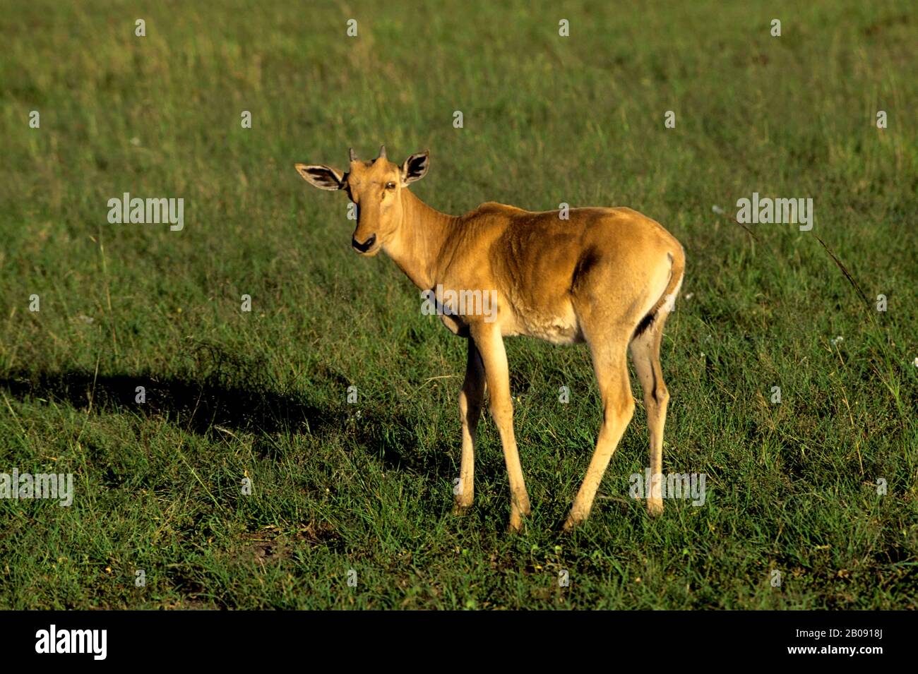Topi calf hi-res stock photography and images - Alamy