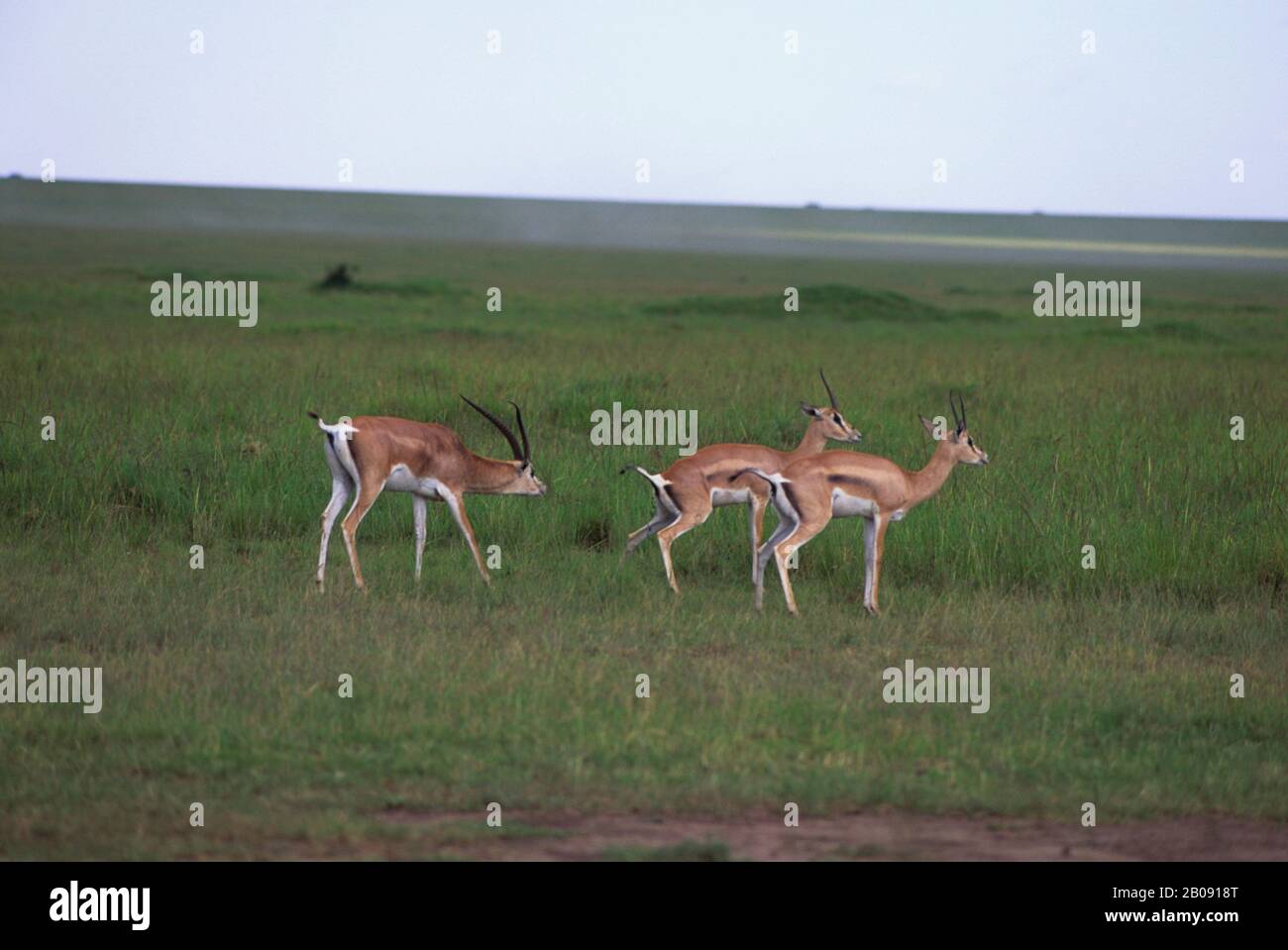 Gazelle mating hi-res stock photography and images - Alamy