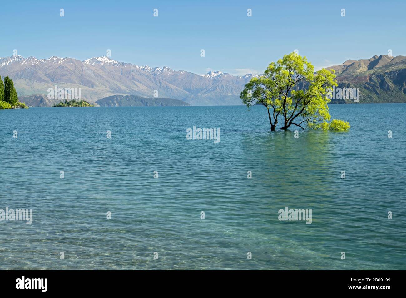 view of the famous Wanaka tree, in Lake Wanaka, South Island, New ...