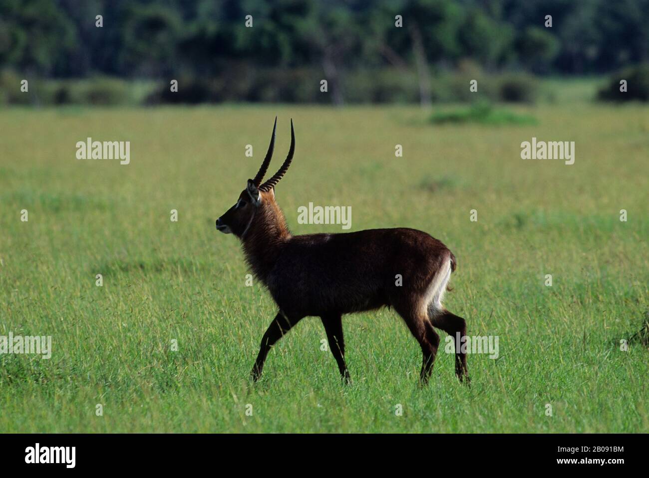 KENYA, MASAI MARA, WATERBUCK MALE Stock Photo - Alamy