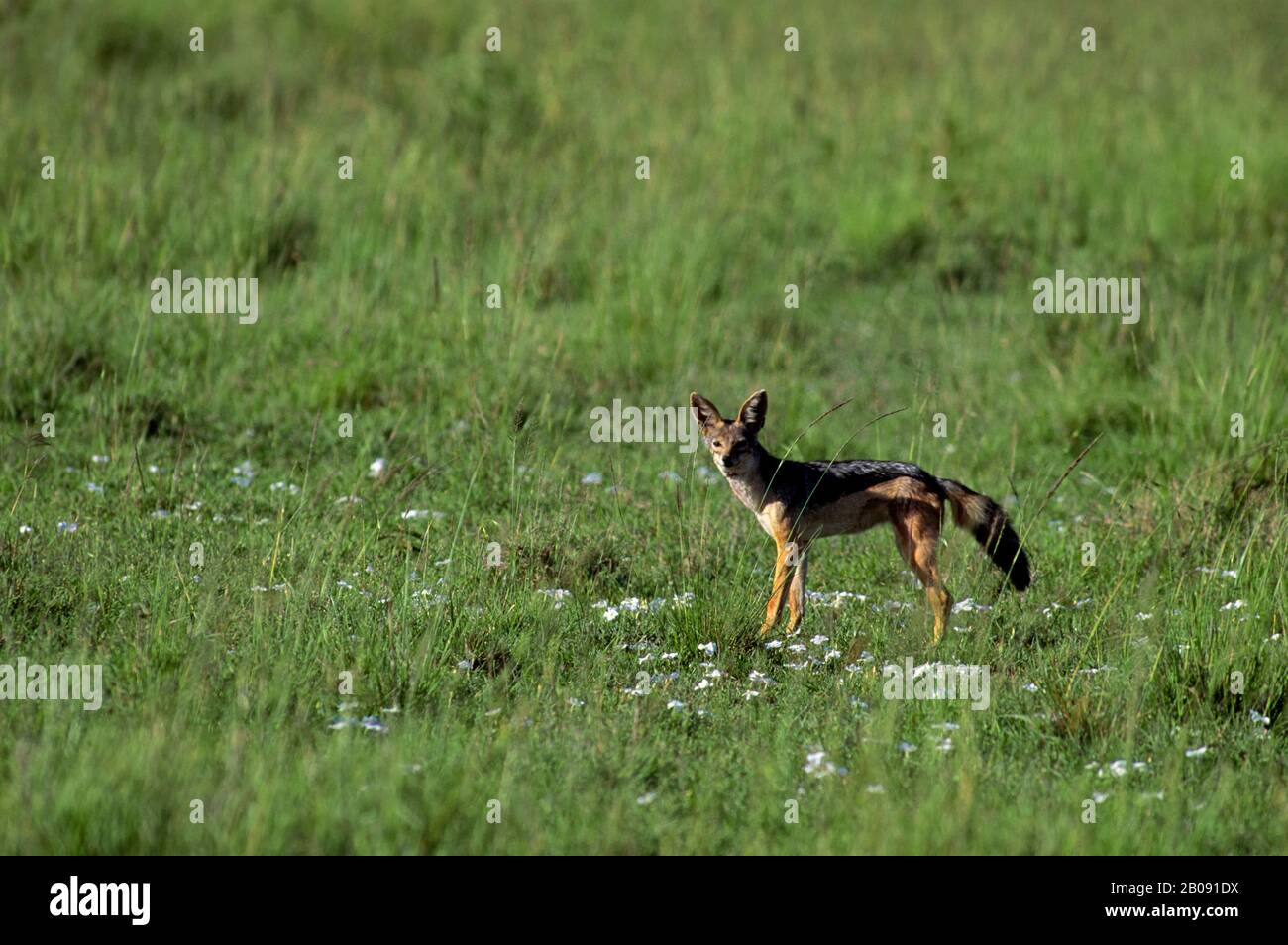 Silver backed jackal hi-res stock photography and images - Alamy