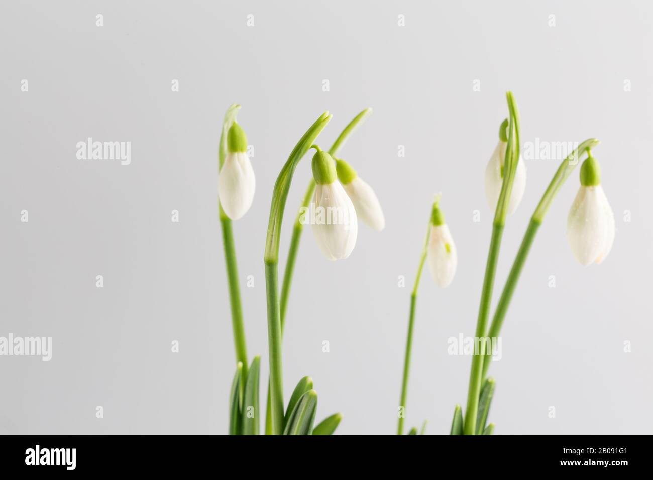 Fresh snowdrop flowers on a white background Stock Photo - Alamy