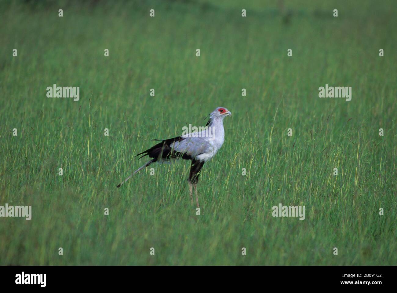 KENYA, MASAI MARA, SECRETARY BIRD Stock Photo - Alamy