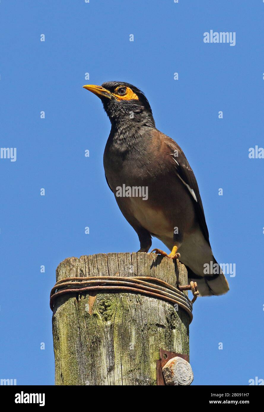 Mauritius bird hi-res stock photography and images - Alamy