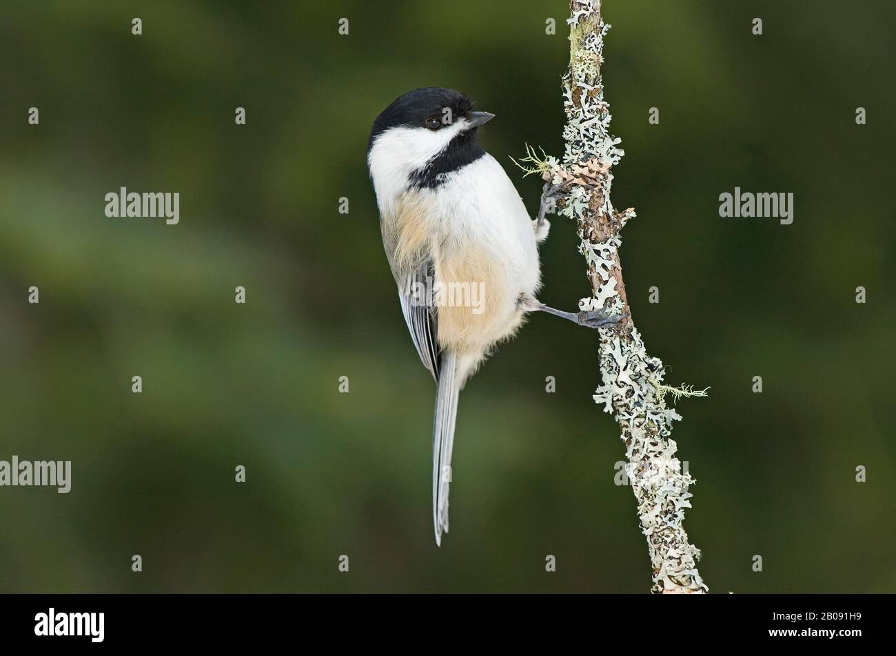 Black capped chickadees hi-res stock photography and images - Alamy