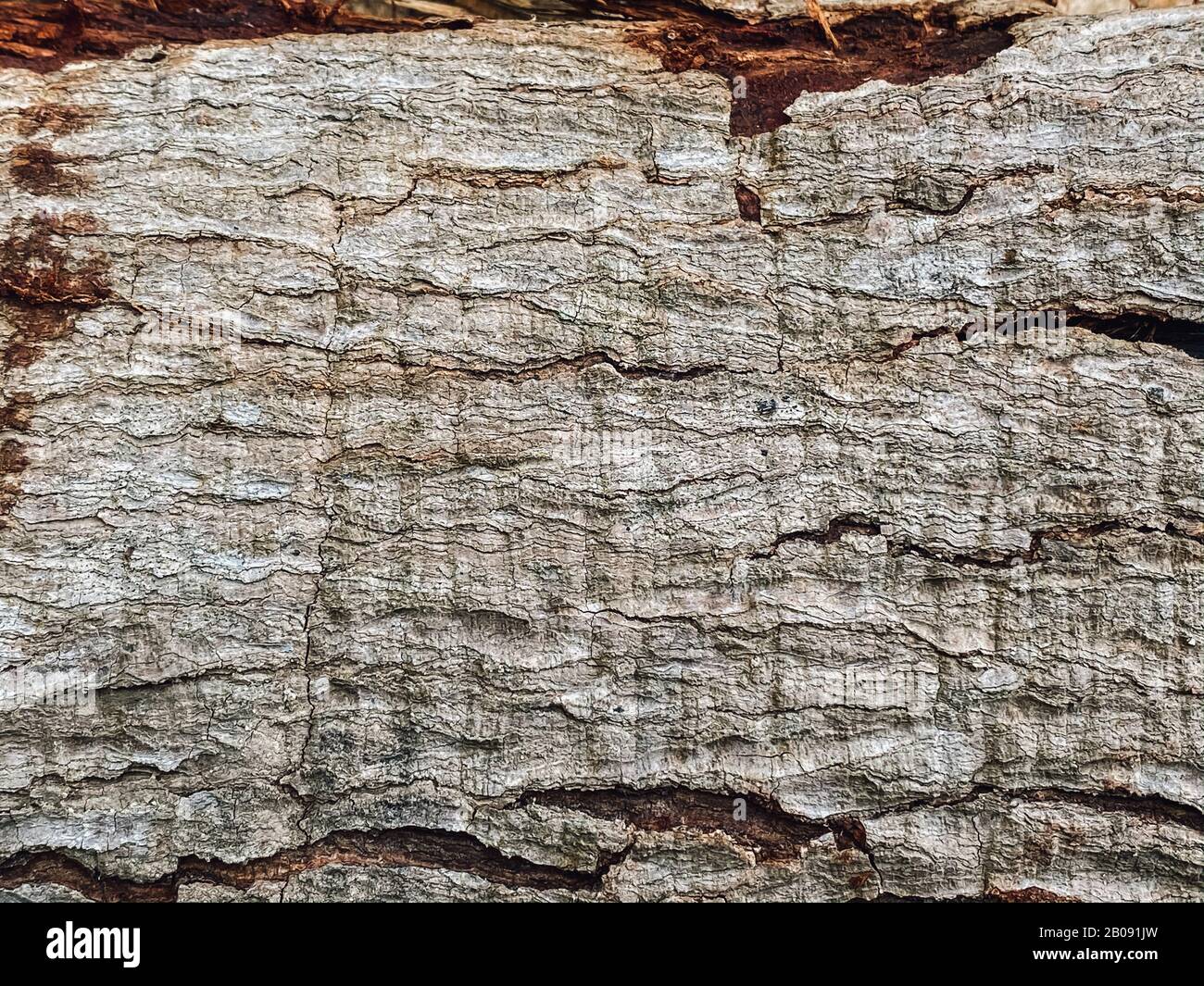 Natural wood, wood cut, aged wood, cracks from time and weather. Brown ...