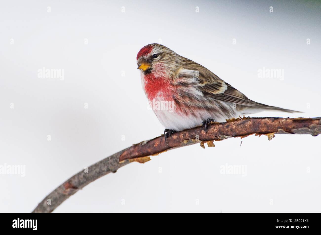 Redpolls hi-res stock photography and images - Alamy