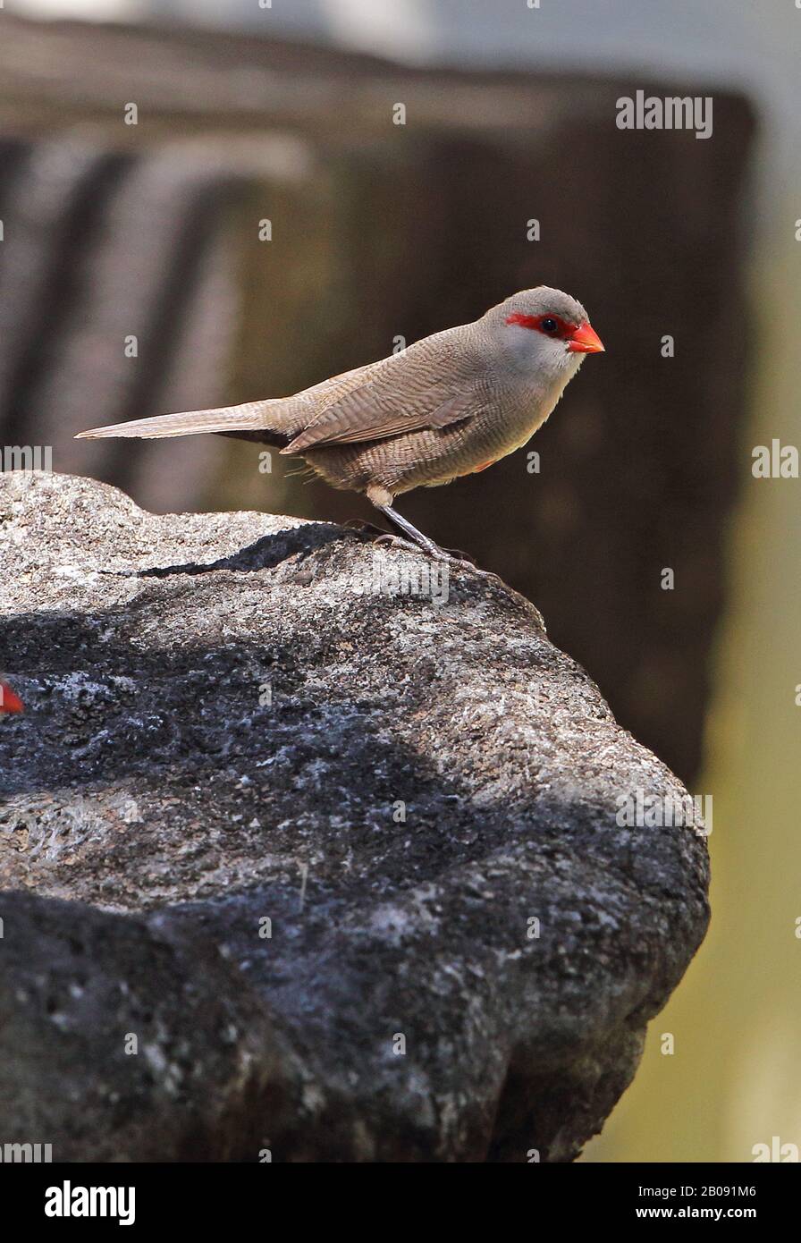 Common waxbill hi-res stock photography and images - Alamy