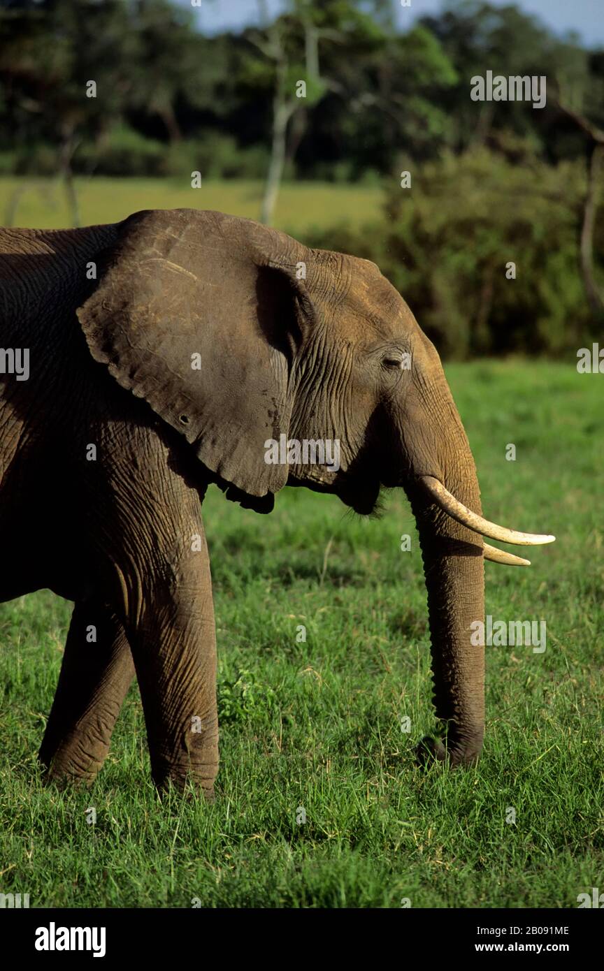 KENYA, MASAI MARA, ELEPHANT GRAZING Stock Photo - Alamy