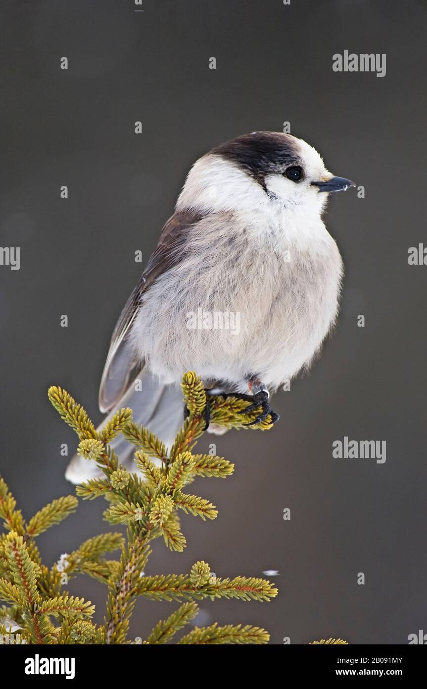 Gray jay in winter Stock Photo - Alamy