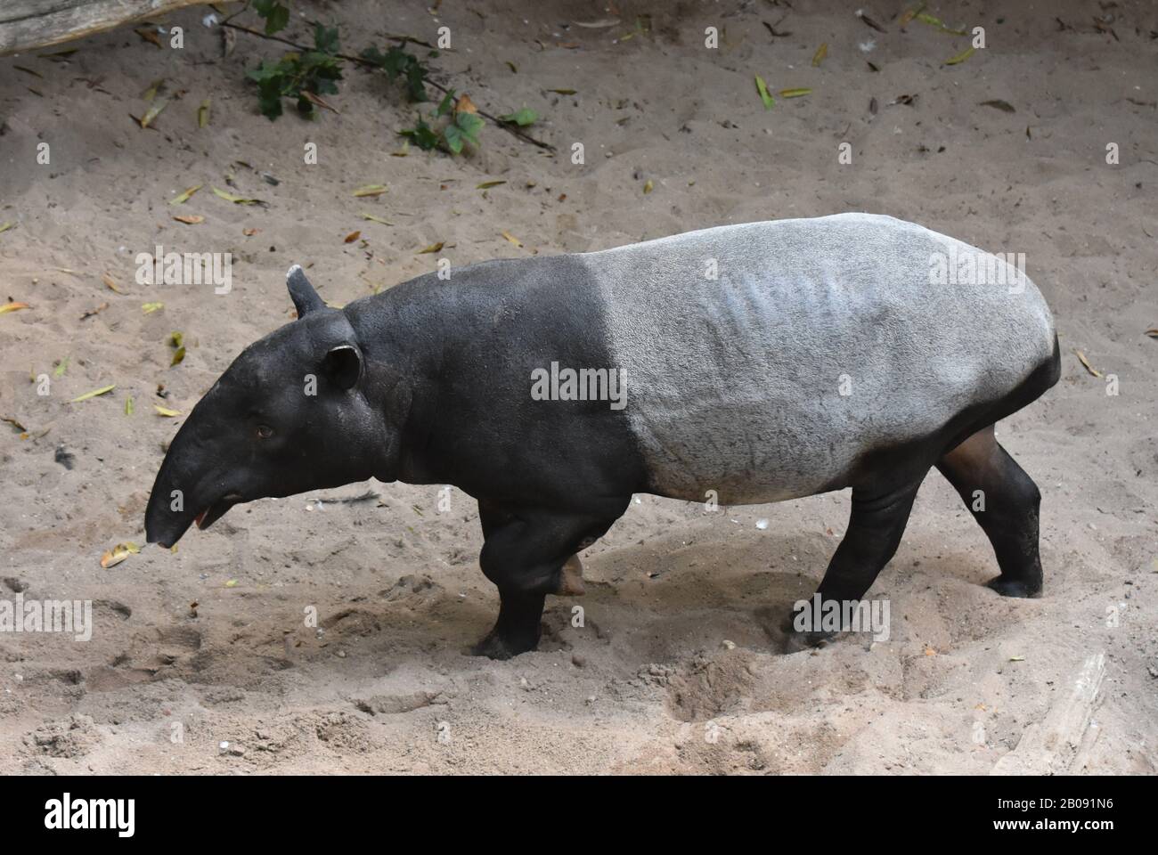 Stunning full body photo of a tapir Stock Photo - Alamy