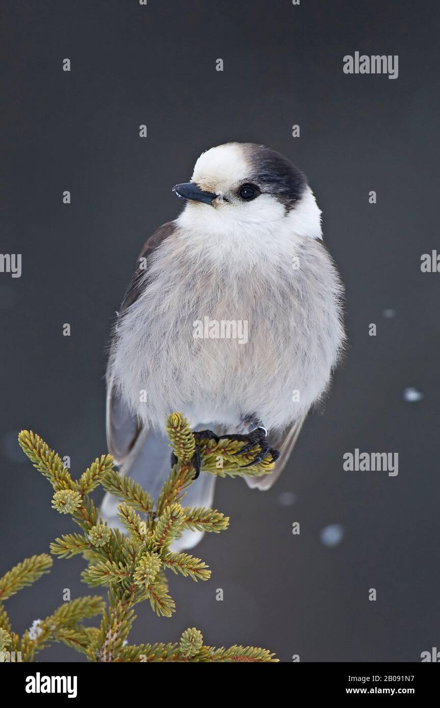 Gray jay hi-res stock photography and images - Alamy