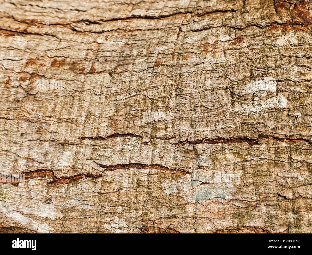 Natural wood, wood cut, aged wood, cracks from time and weather. Brown ...