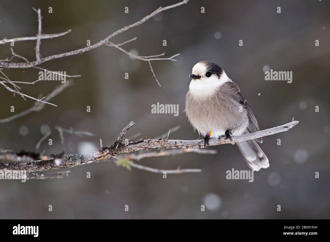 Gray jay hi-res stock photography and images - Alamy