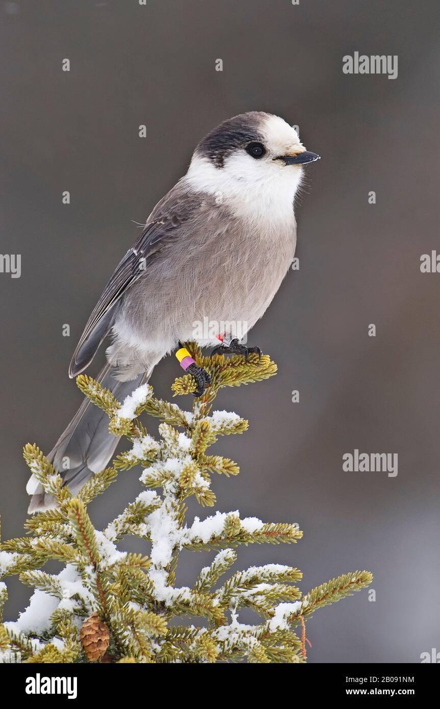 Grey jays hi-res stock photography and images - Alamy