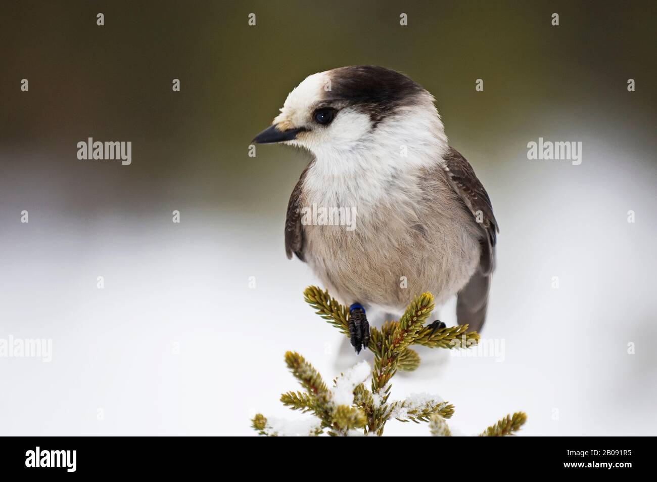 Gray jay in winter Stock Photo - Alamy